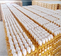 Biology For All: Poultry-Layers-Broilers